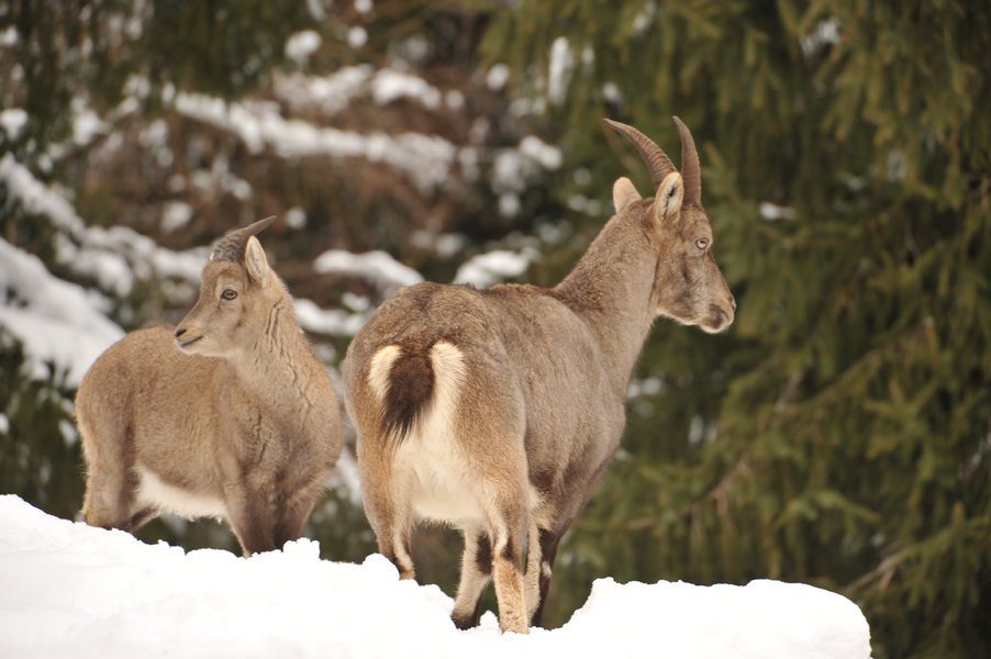 Ibex Enclosure – MuseumHinterPasseier