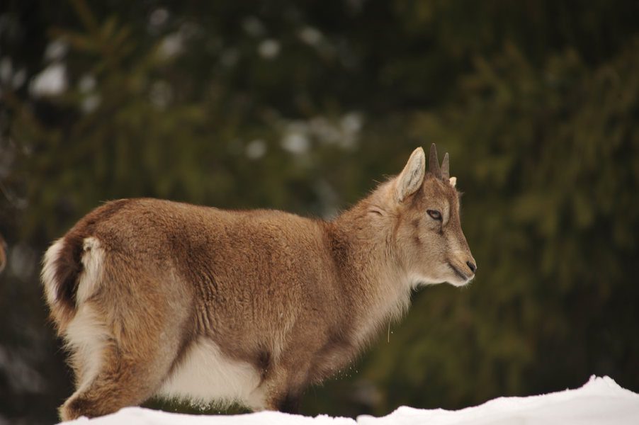 Ibex Enclosure – MuseumHinterPasseier