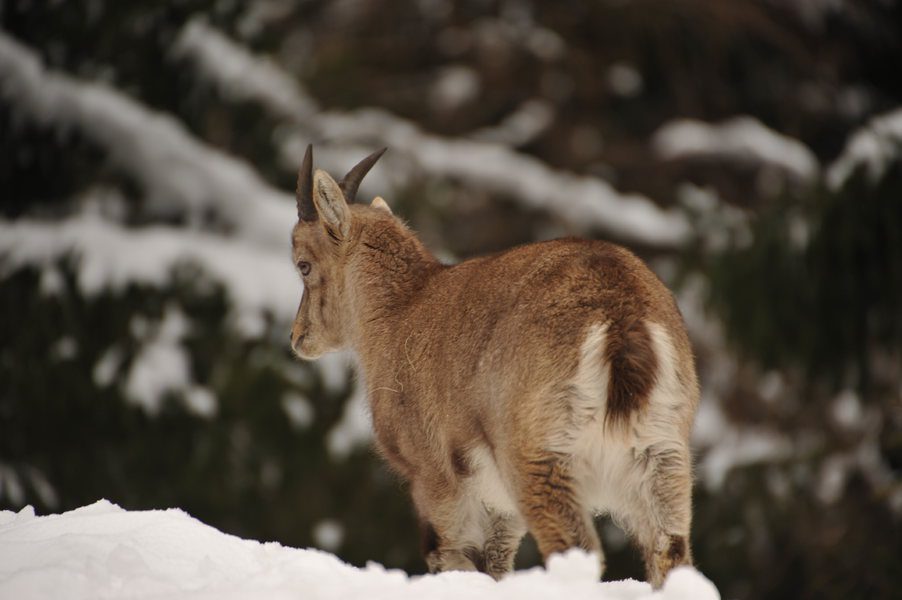 Ibex Enclosure – MuseumHinterPasseier