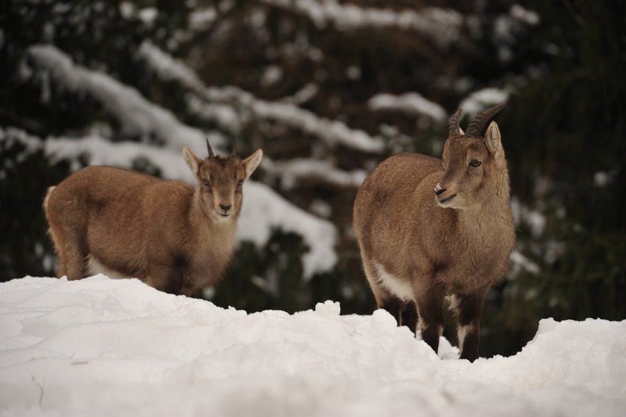 Ibex Enclosure – MuseumHinterPasseier