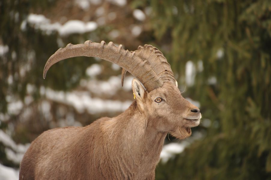 Ibex Enclosure – MuseumHinterPasseier