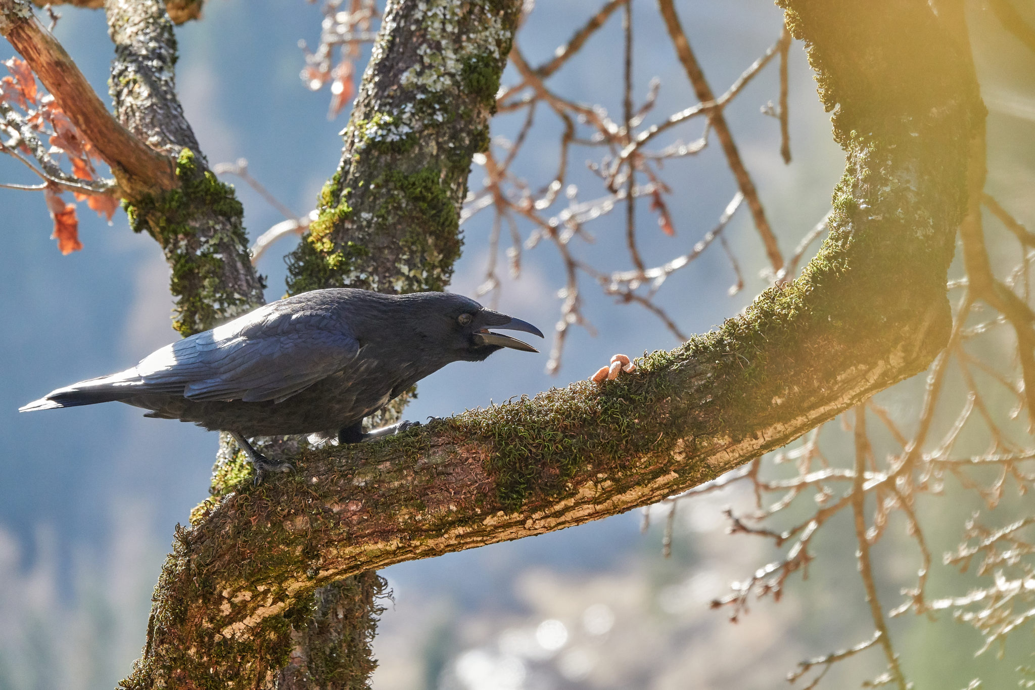 Projekt Corvae – Ansiedlung einer Rabenkolonie - MuseumHinterPasseier